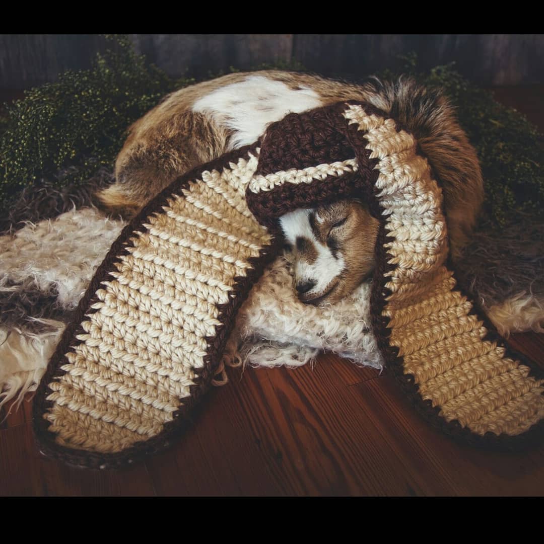 Our Goats – Hairy Farmpit Girls