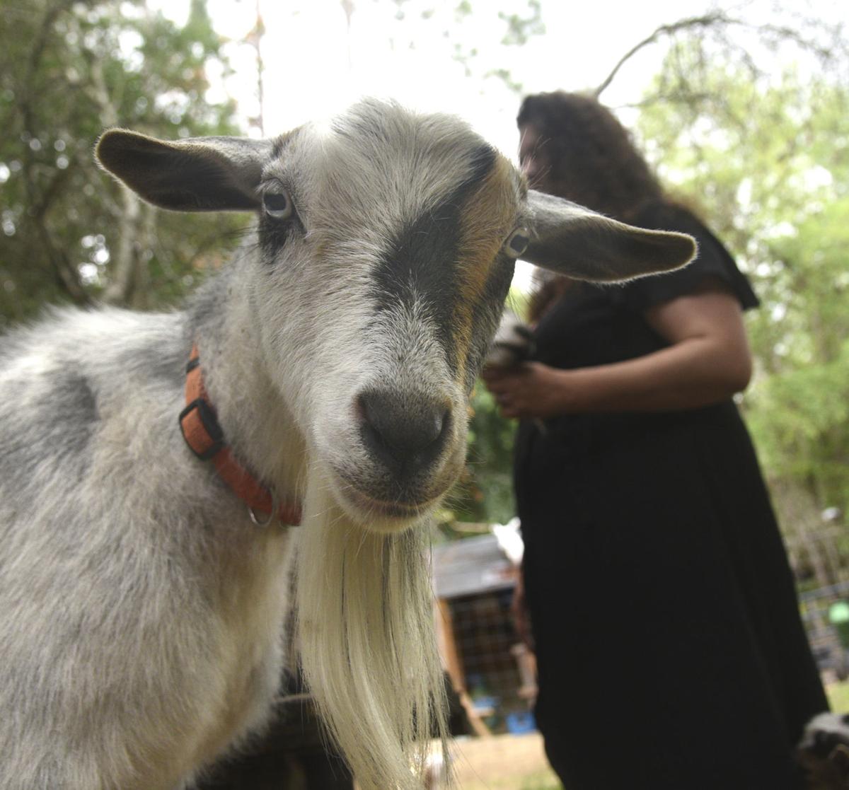 Our Goats – Hairy Farmpit Girls