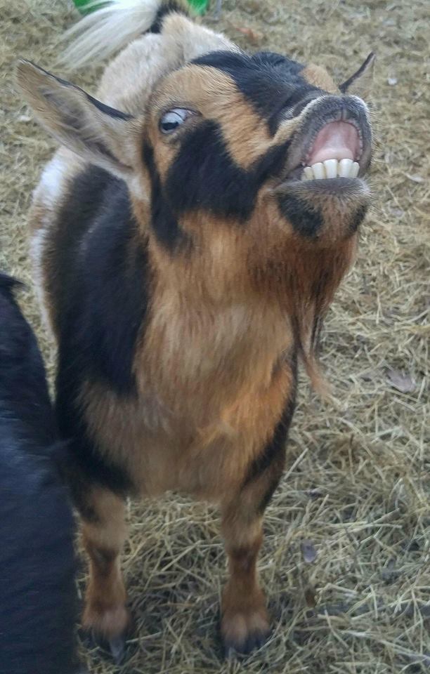 Our Goats – Hairy Farmpit Girls
