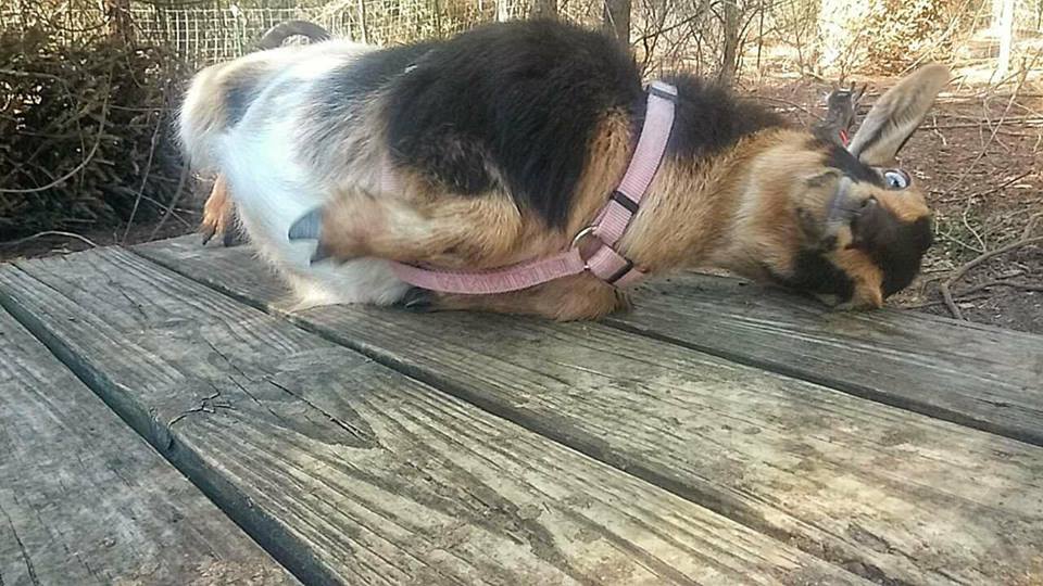 The Goats – Hairy Farmpit Girls