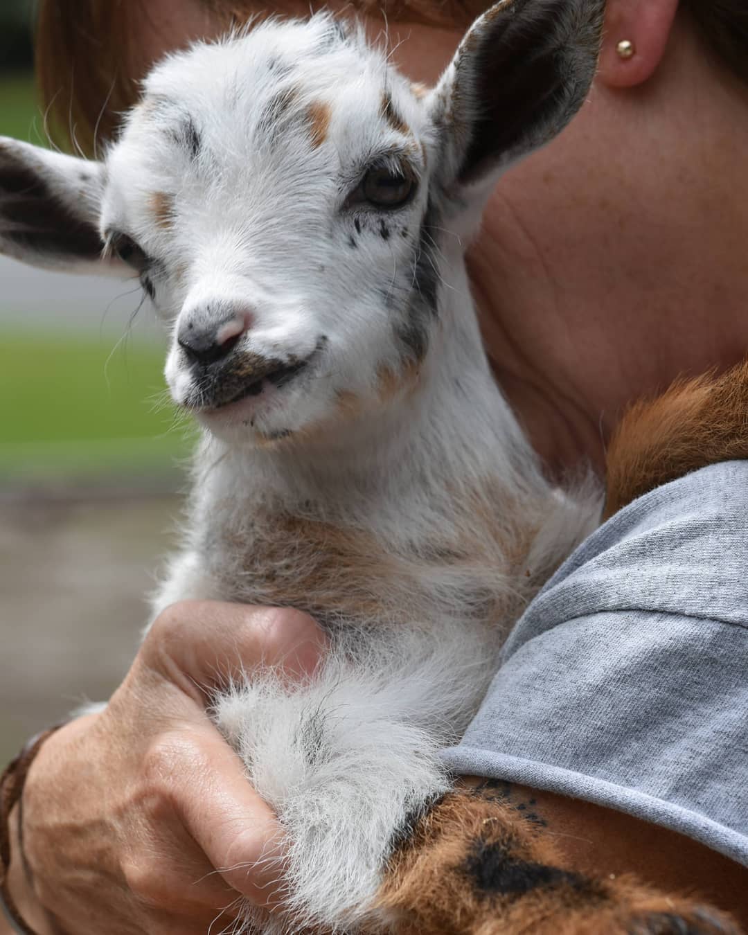 Our Goats – Hairy Farmpit Girls